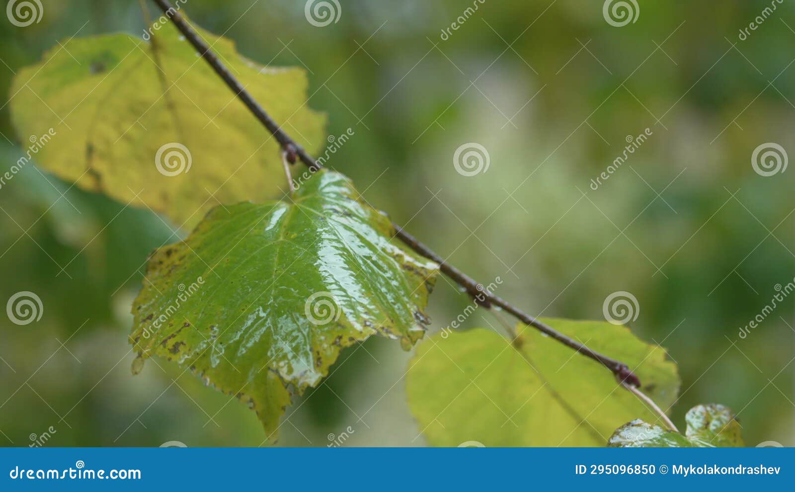 Tree Leaves during Rain during the Day Stock Footage - Video of drops ...