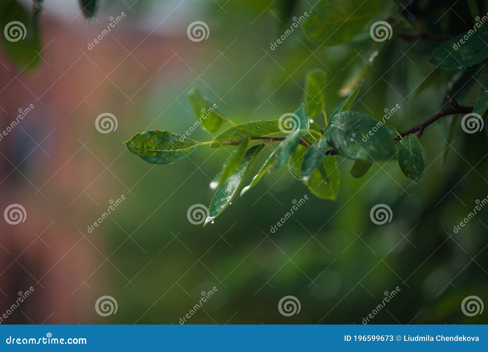 Tree Leaves after Rain. Drops on the Leaves, Close-up. Summer Rain ...