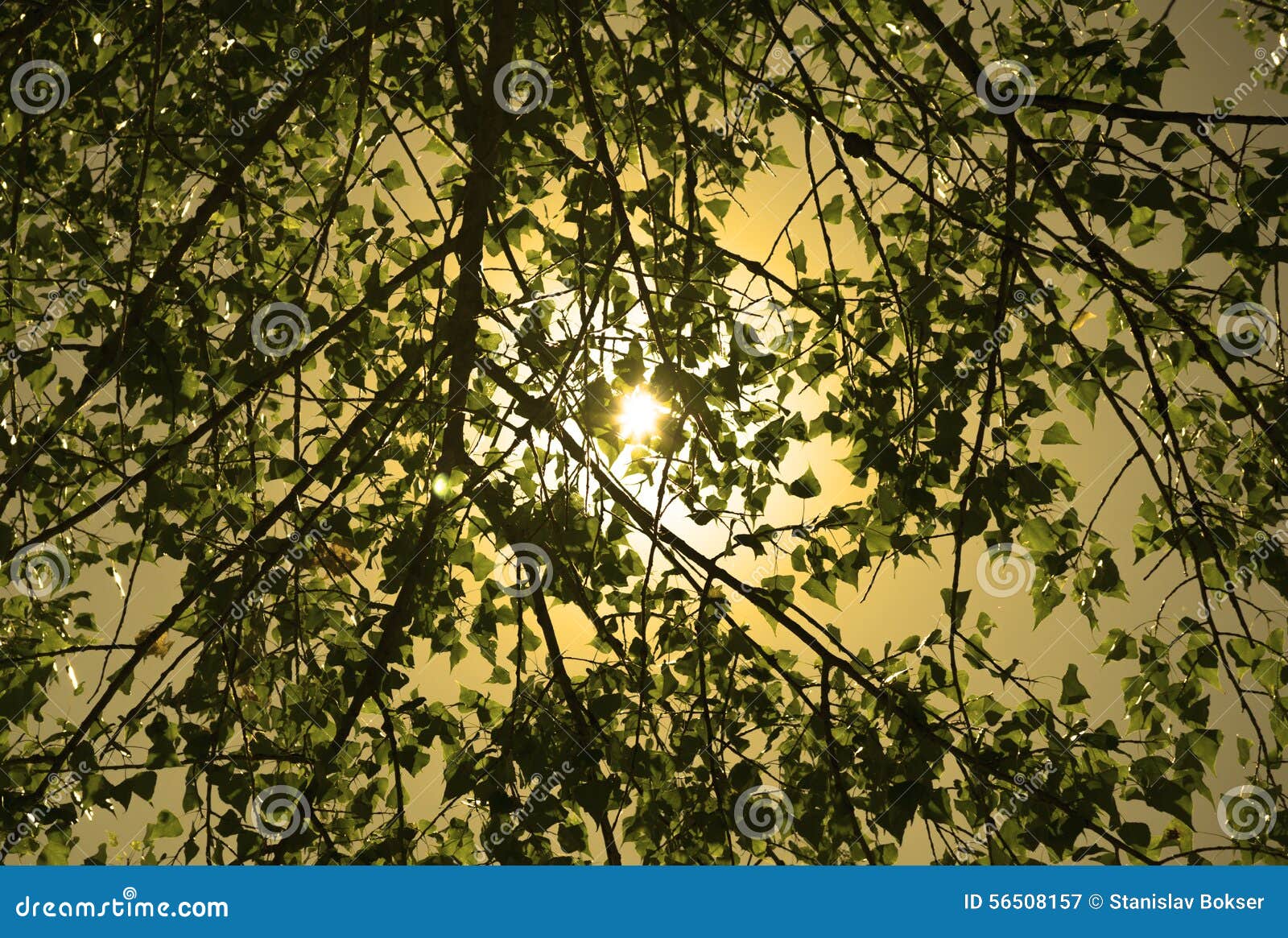 Tree Leaves in Rays of Sun Yellow Filtered Stock Image - Image of ...