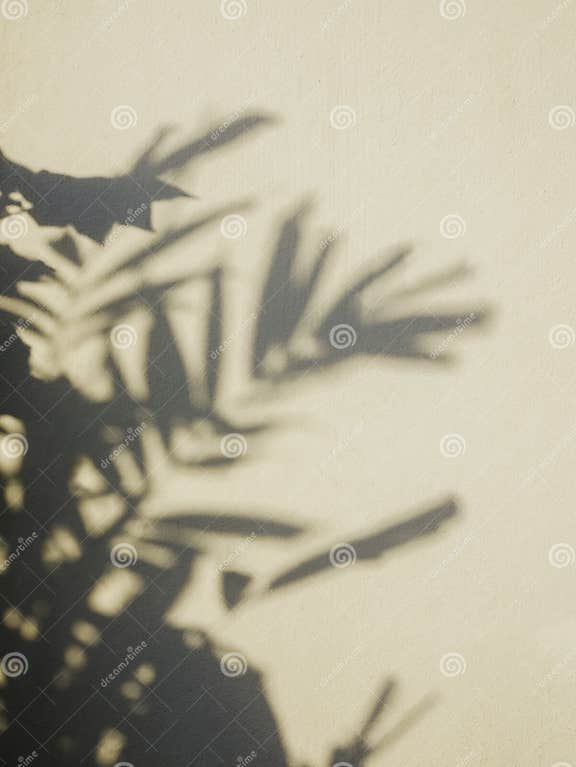 Tree Leaves Shadow on Wall Nature Abstract Stock Image - Image of decor ...