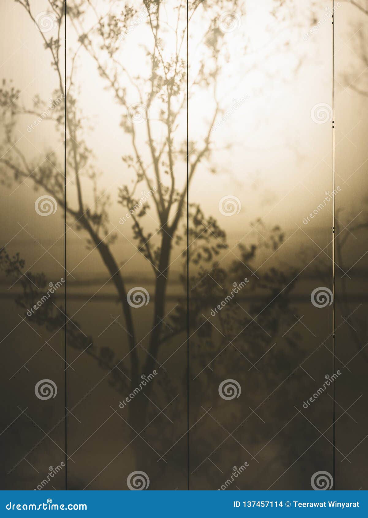 Tree Leaves Shadow on Wall Nature Abstract Background Stock Photo ...