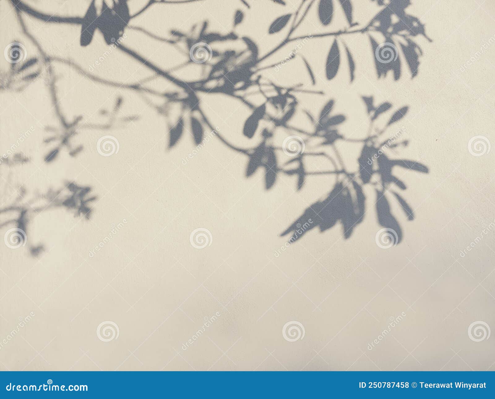 Tree Leaves Shadow on Wall Nature Background Stock Photo - Image of ...