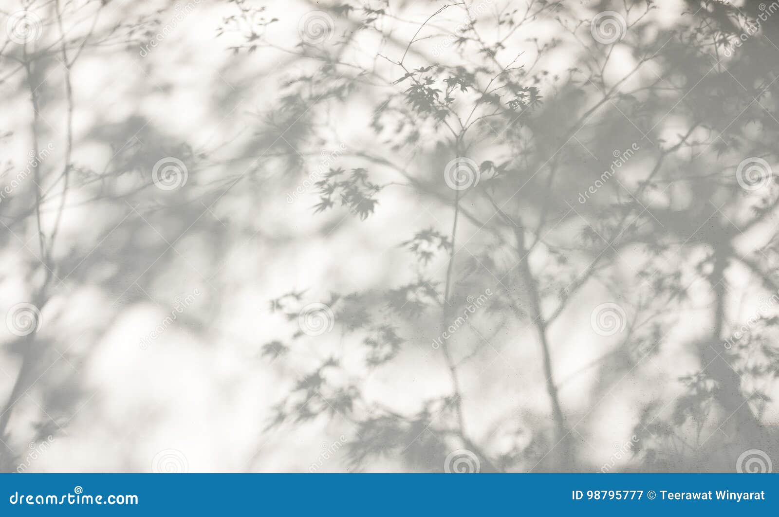 Tree Leaves Shadow on Wall Nature Abstract Background Stock Image ...