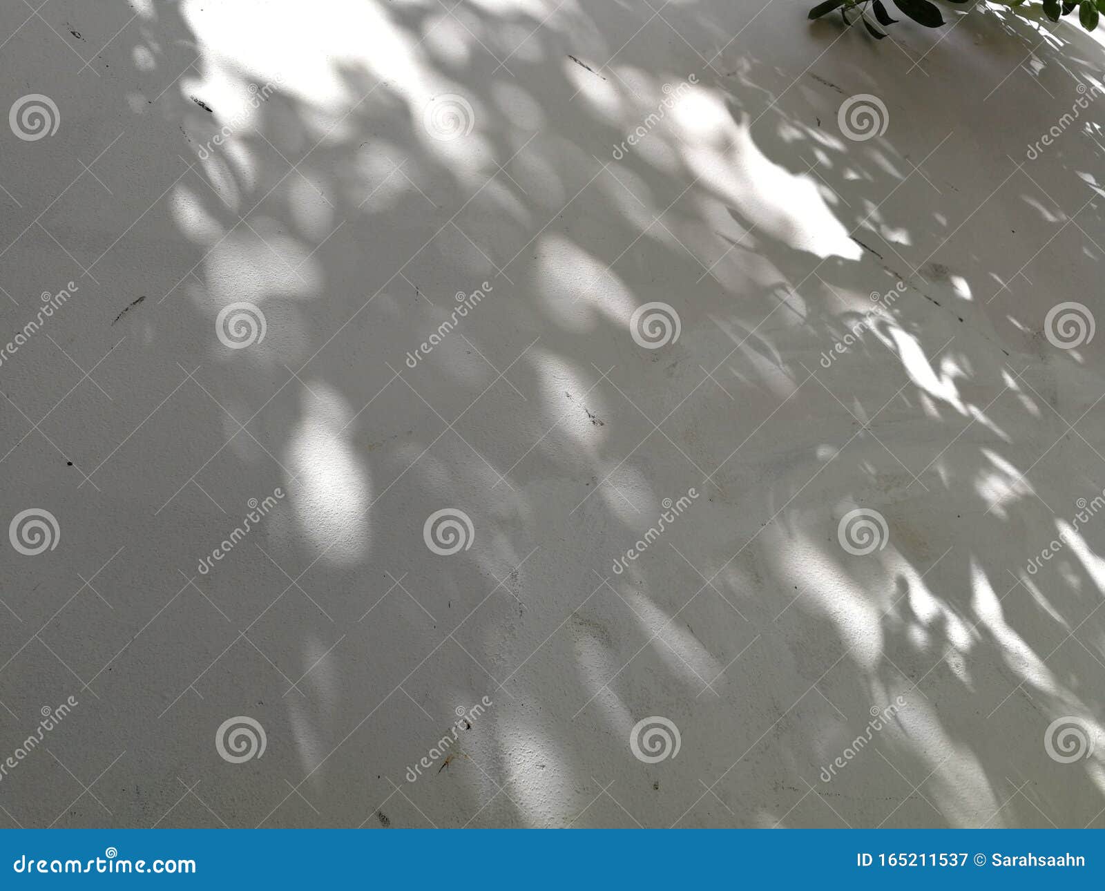 Tree Leaves Shadow on the Wall Stock Image - Image of space, branches ...