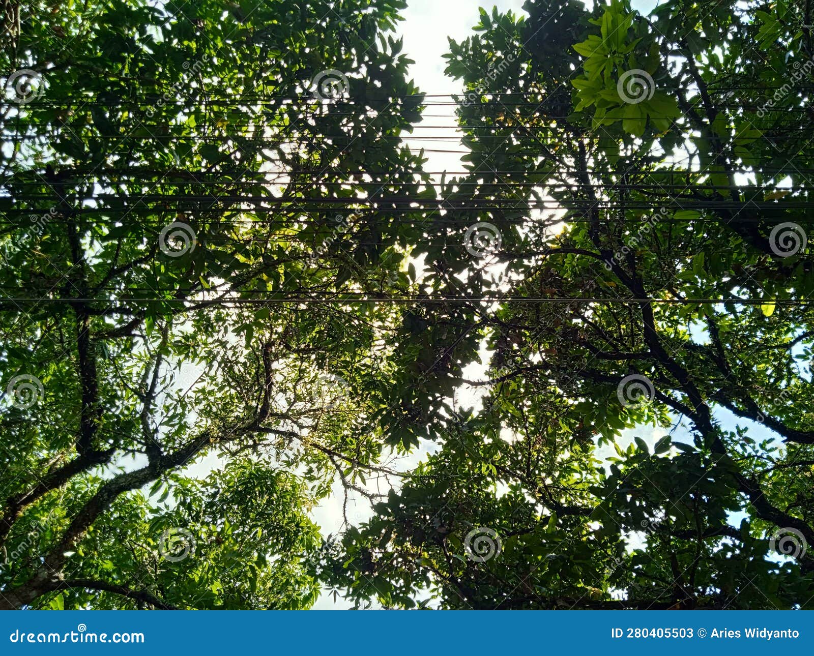Tree, Leaves, Shady, Cool, Nature, Freshy Stock Image - Image of leaves ...