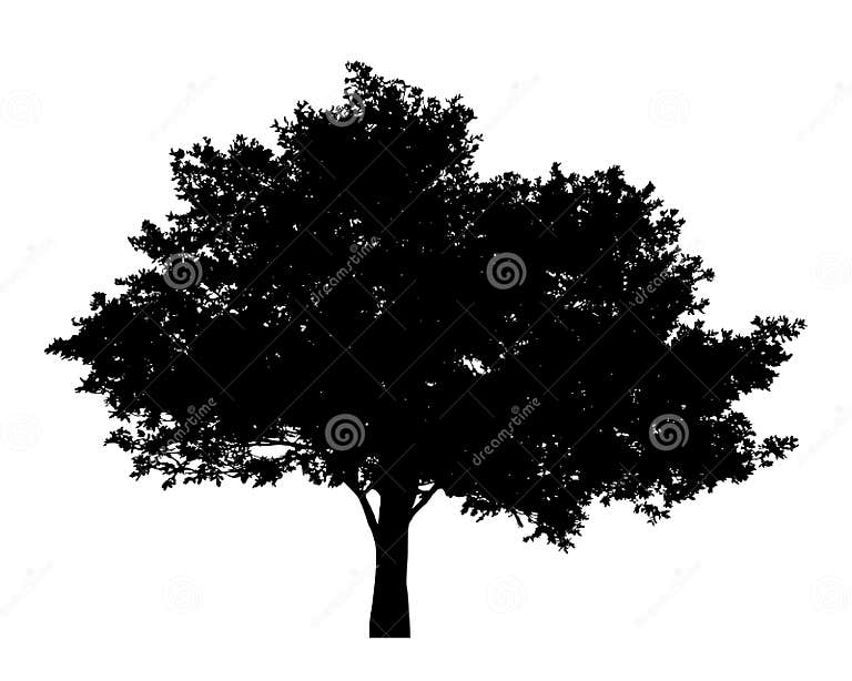 Tree with Leaves Silhouette Isolate on White Background Vector Stock ...