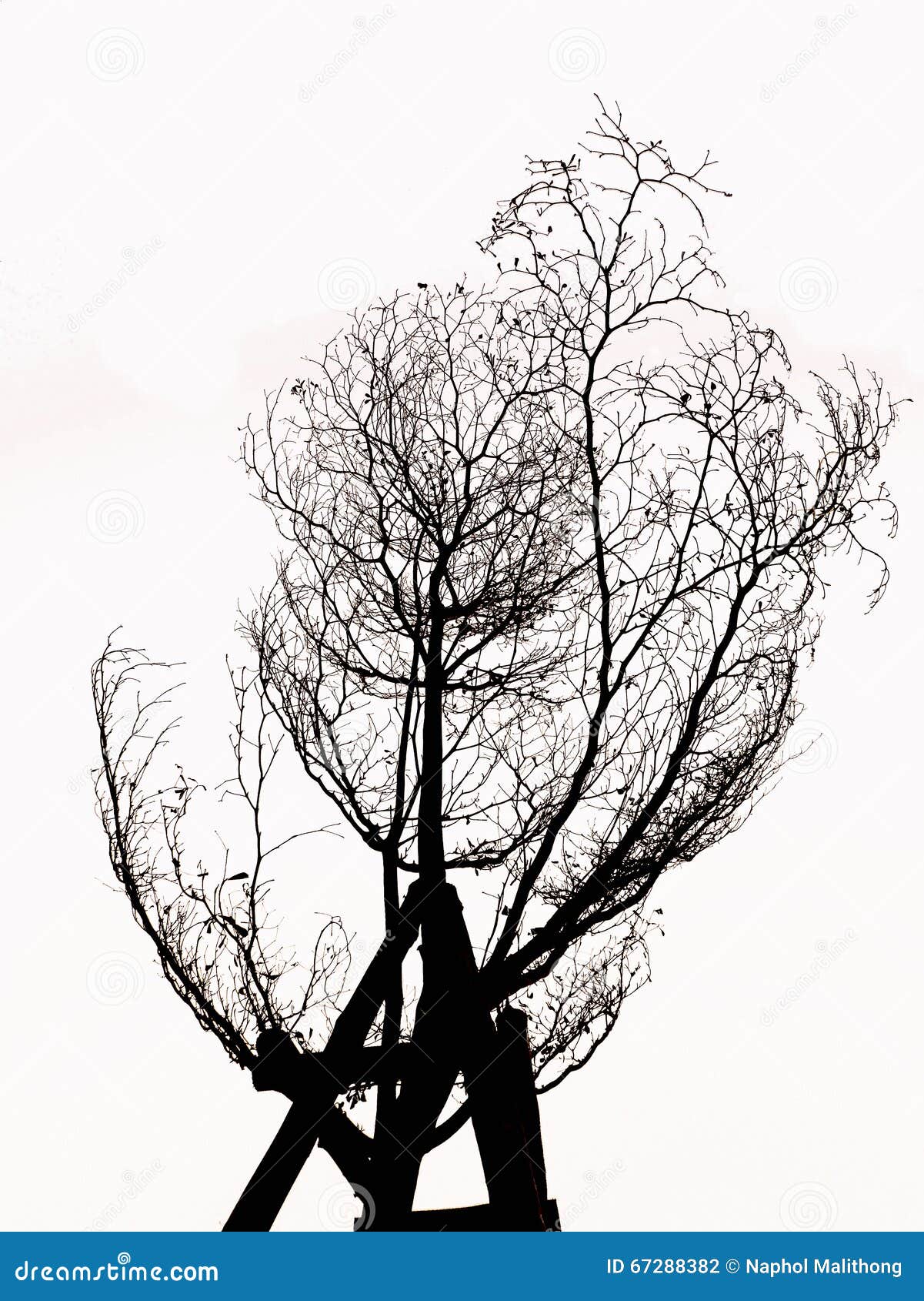 Tree without Leaves Silhouette Isolated Stock Photo - Image of natural ...