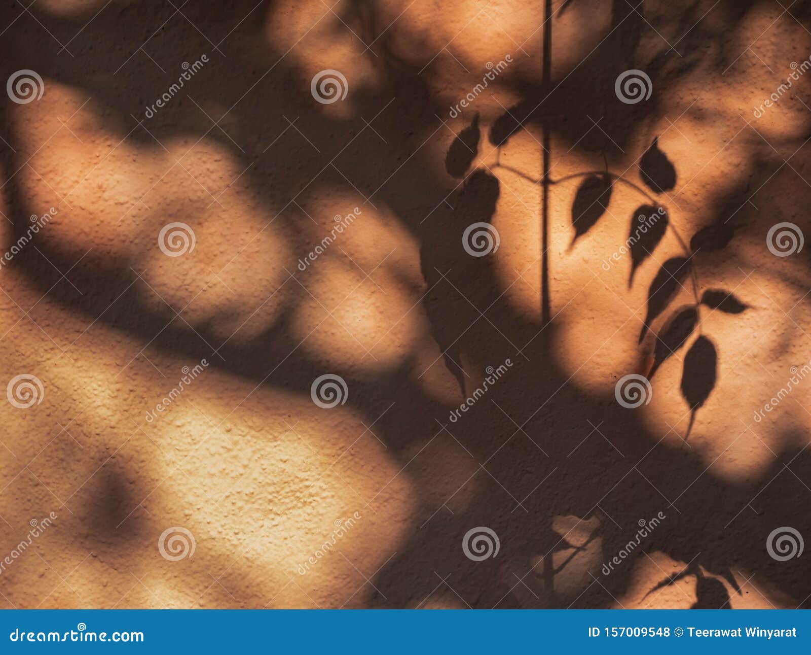 Tree Leaves Silhouette Shadow Sunlight on Wall Nature Abstract ...