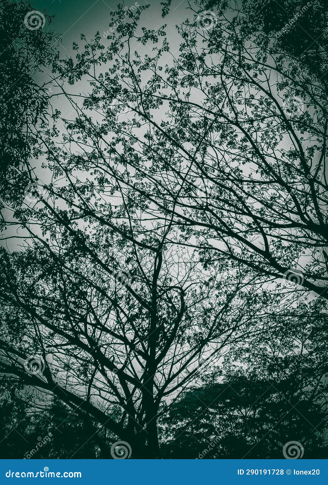 Tree Leaves at Spring Season Falling Down Stock Photo - Image of ...