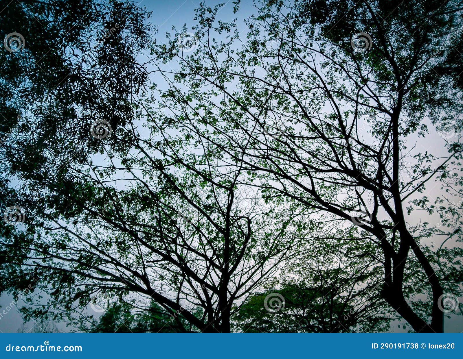 Tree Leaves at Spring Season Falling Down Stock Photo - Image of ...