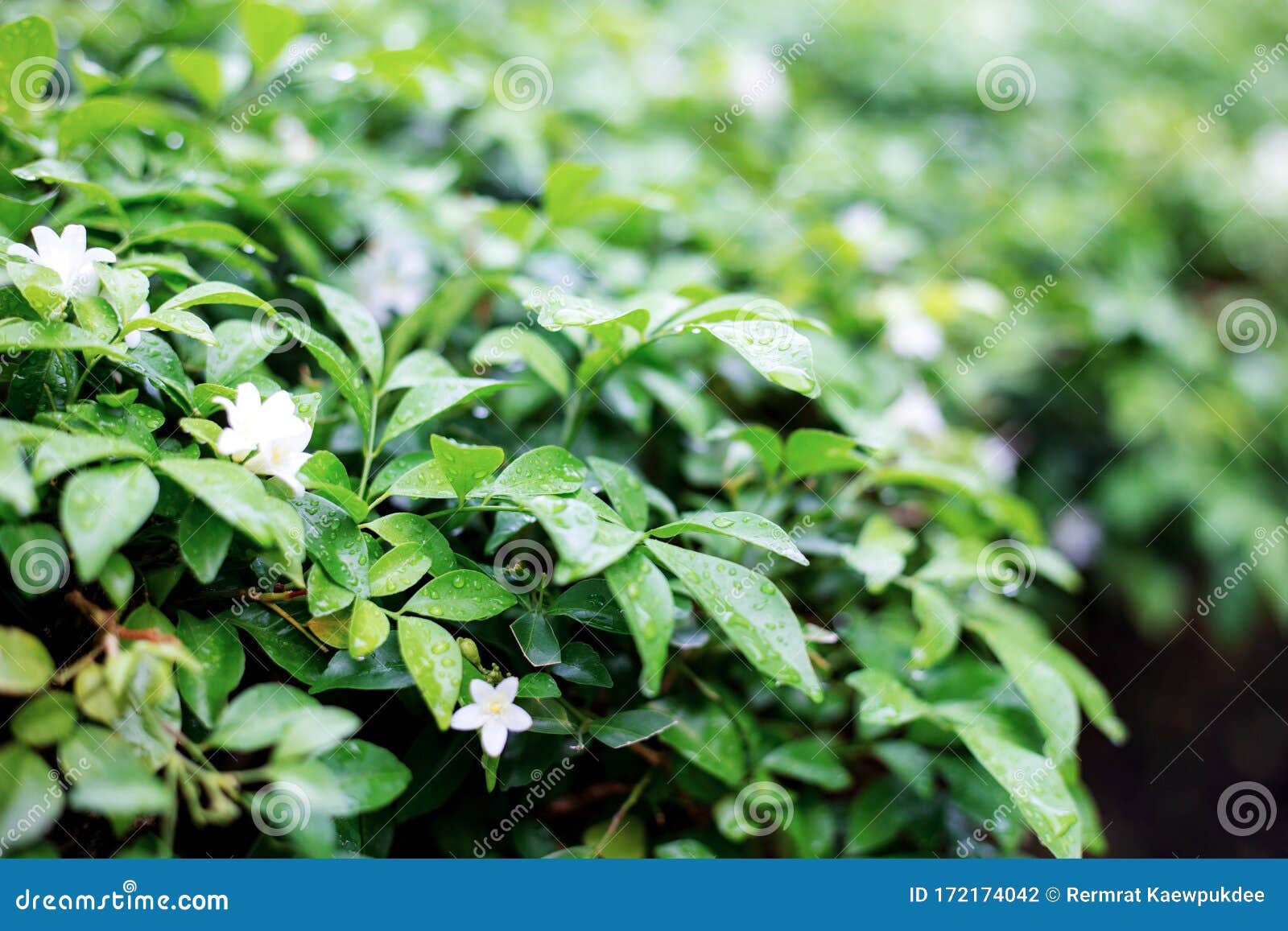 Tree leaves in the spring stock photo. Image of color - 172174042