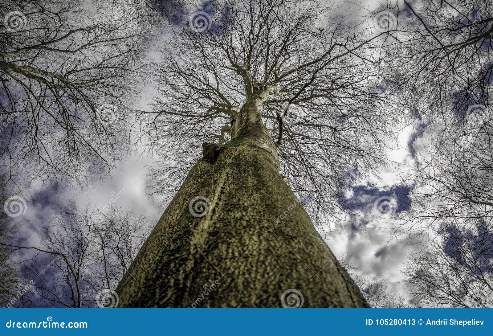 A Tree without Leaves Strives for Sunlight Stock Image - Image of white ...