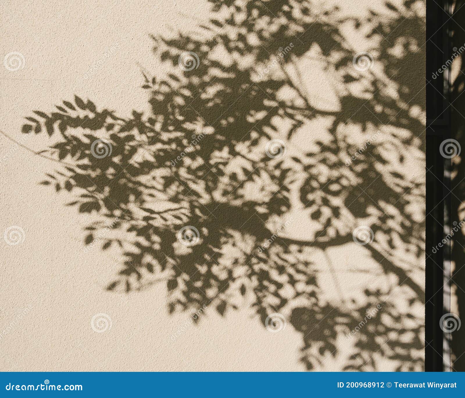 Tree Leaves Shadow on Wall Nature Abstract Background Stock Photo ...