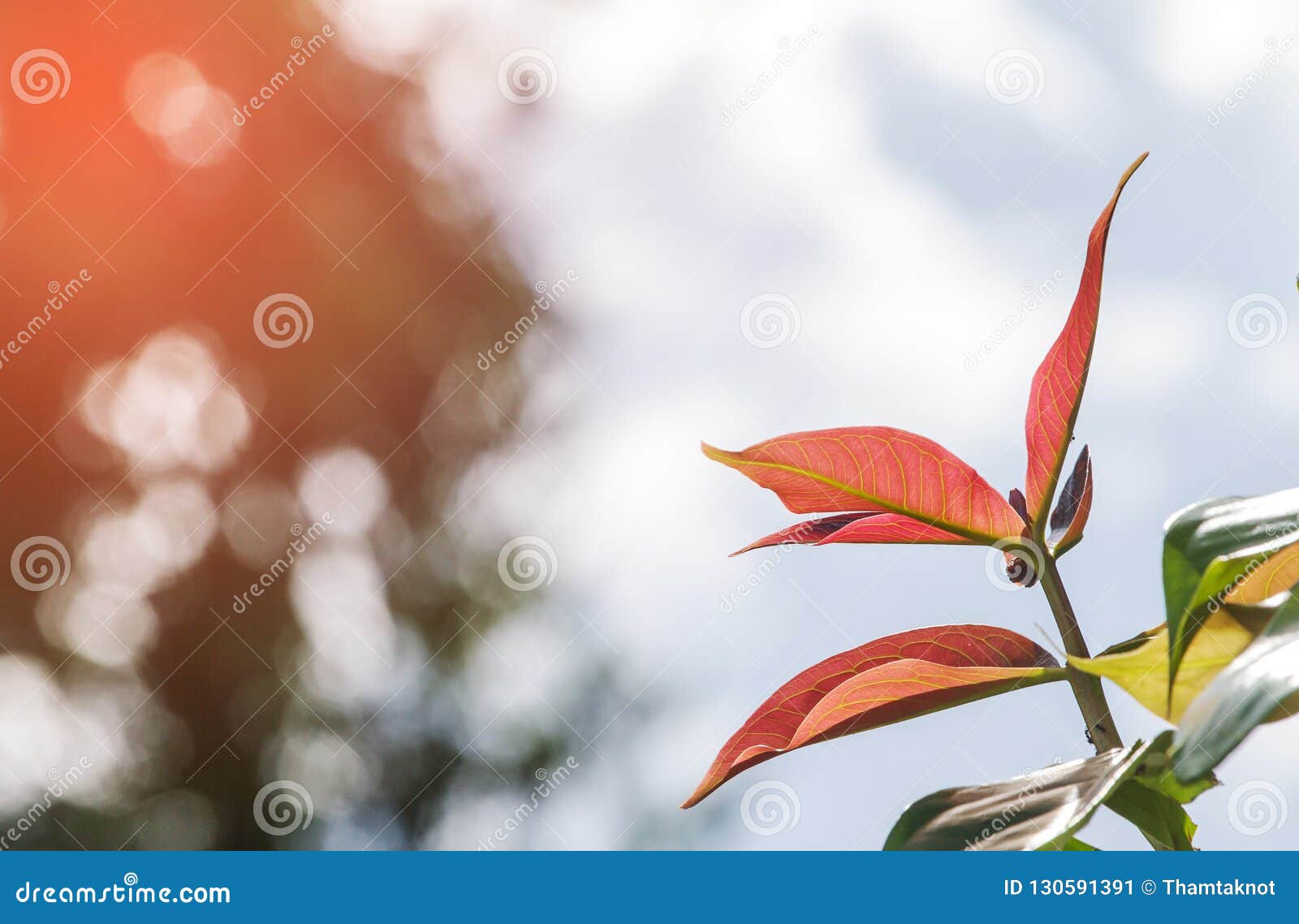 The Tree Leaves To the Growth Season. Stock Image - Image of color ...