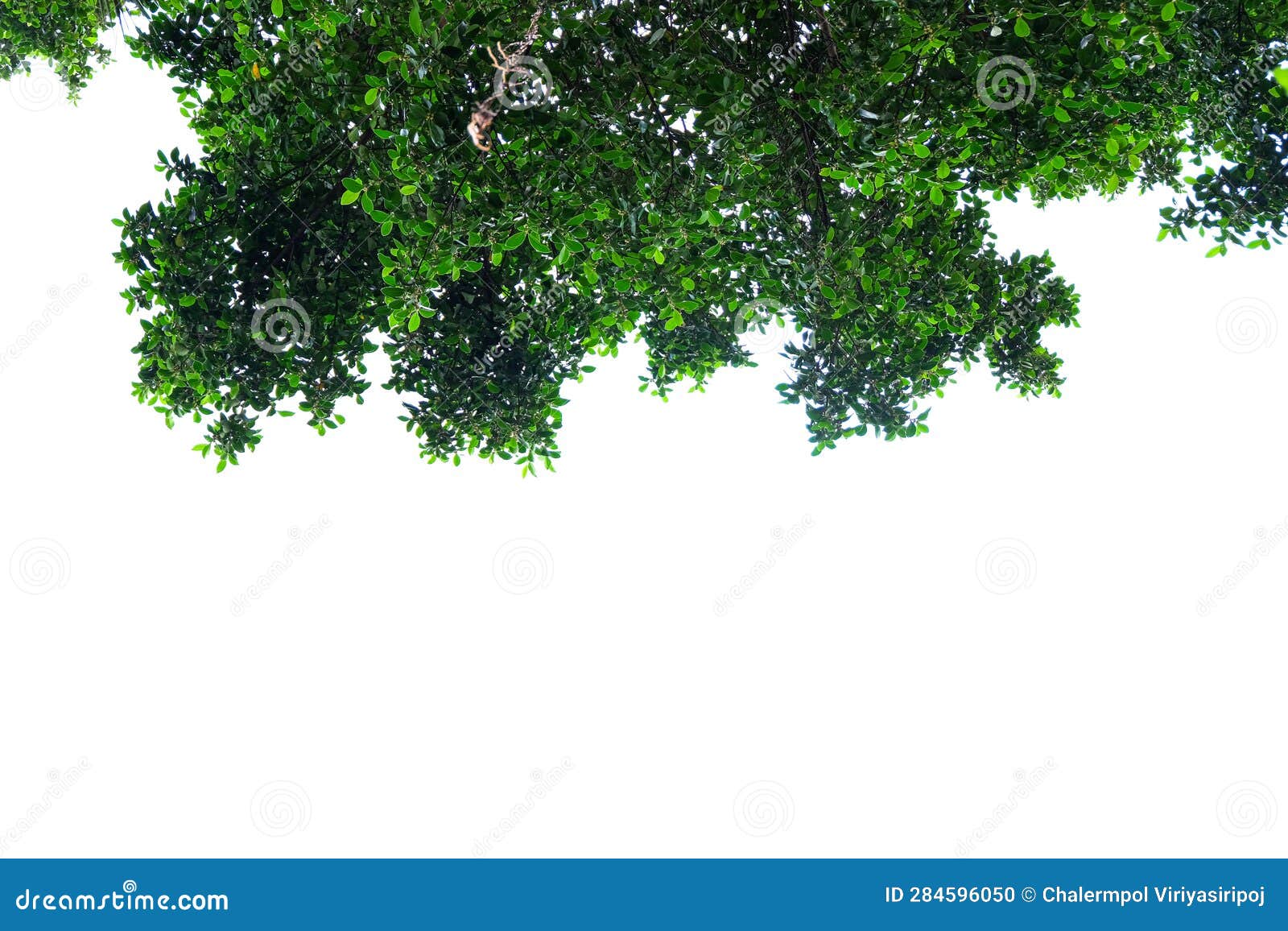 A Tree with Leaves on it, with a Transparent Background Stock Photo ...