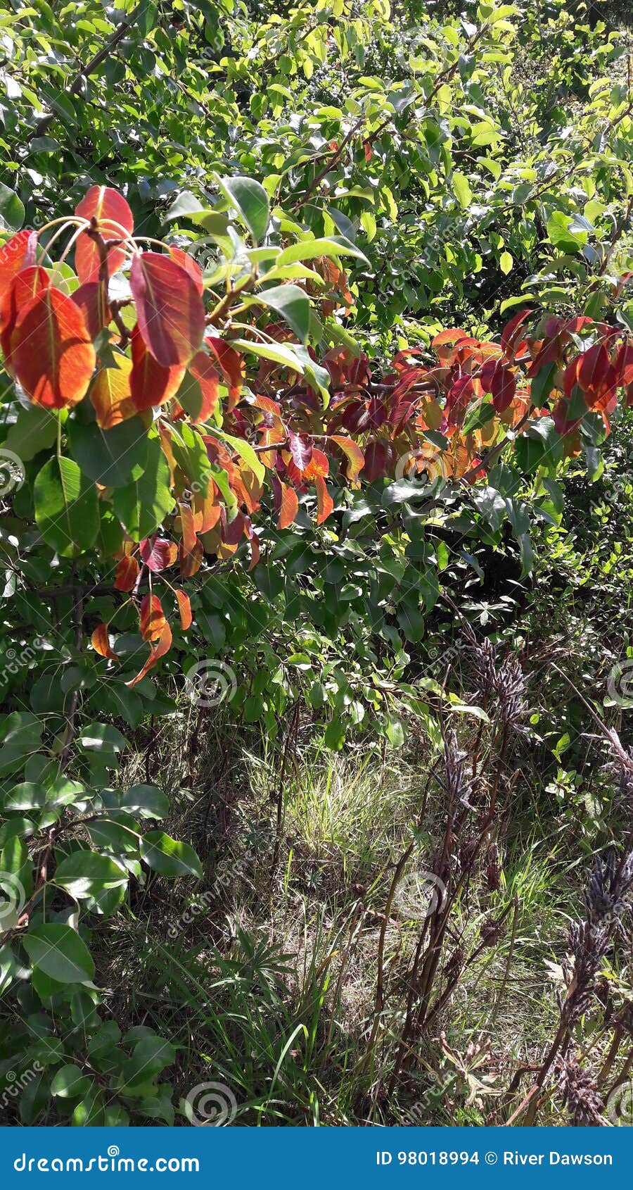 Tree with leaves turning stock photo. Image of shrub - 98018994