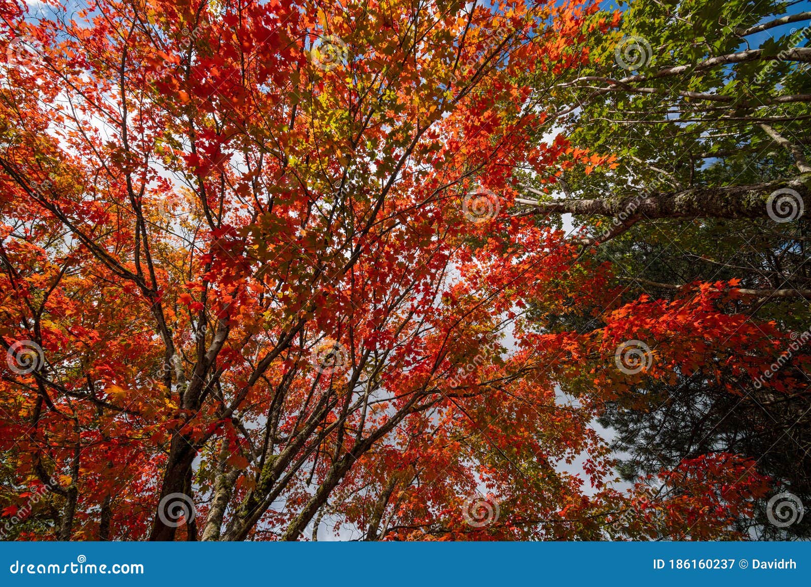 Tree Leaves Turning Color in the Autumn Foliage Stock Image - Image of ...