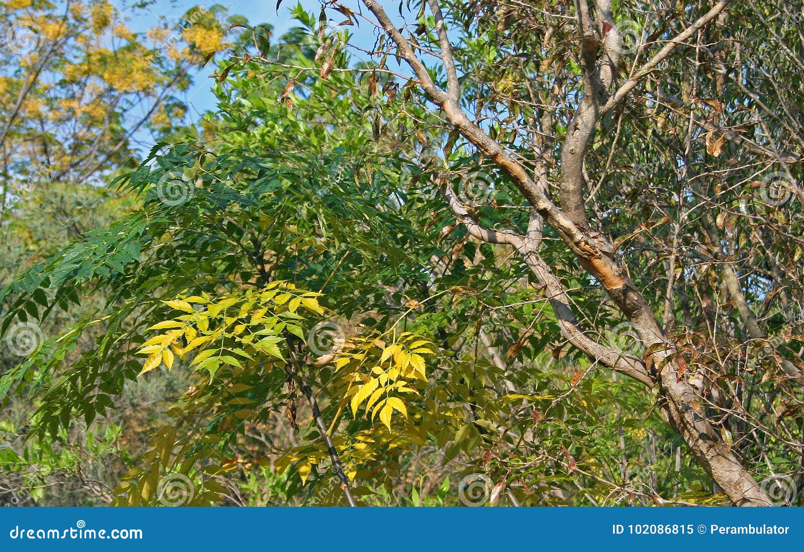 YELLOWING FOLIAGE on a TREE Stock Image - Image of green, plant: 102086815