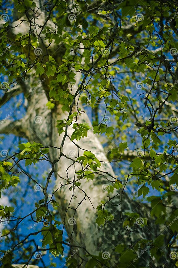 Tree leaves view stock photo. Image of detail, forest - 5533634