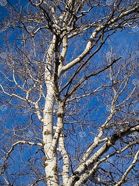 Tree without Leaves stock image. Image of spooky, growth - 243158979