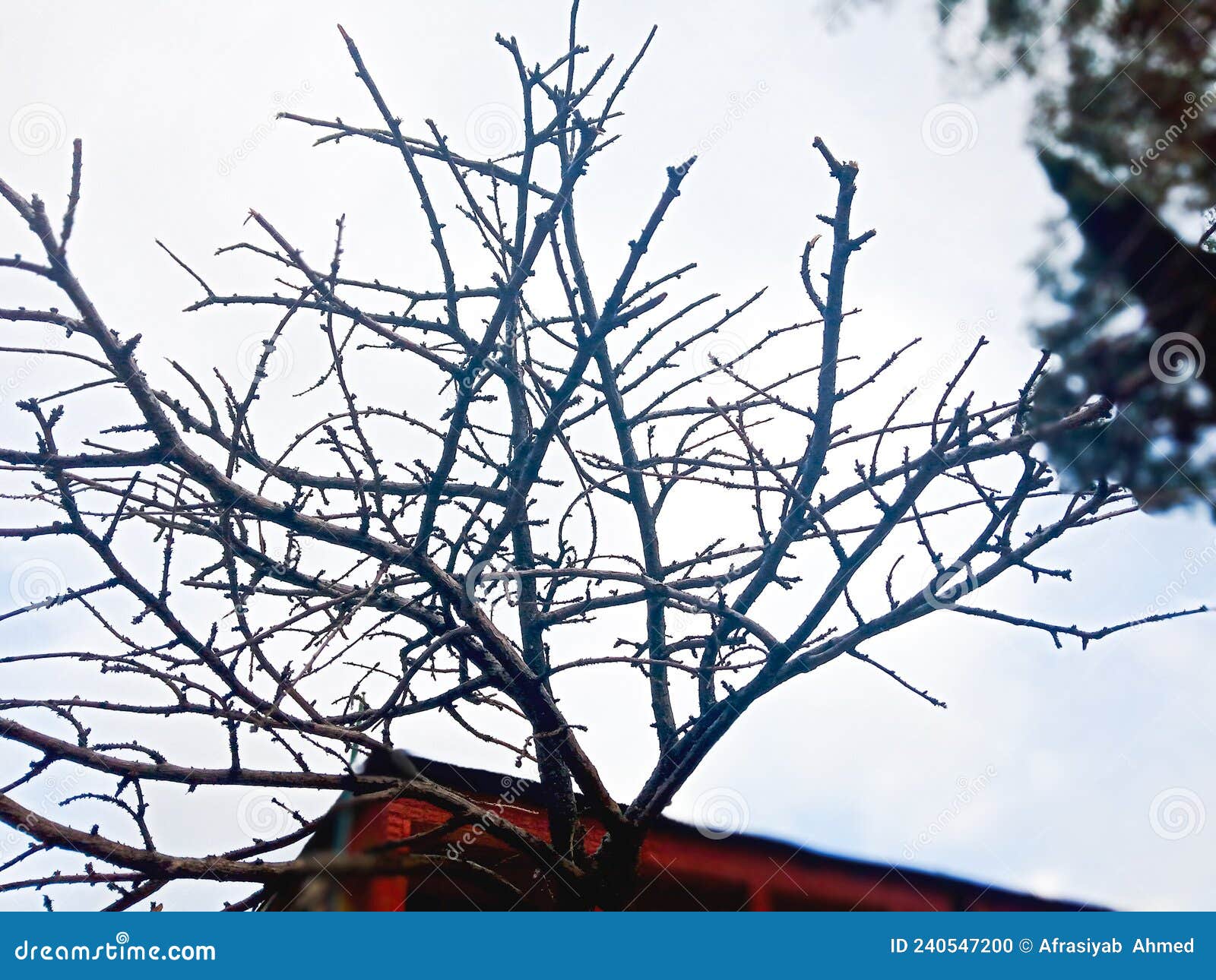 Tree without Leaves in Winter Stock Photo - Image of tree, fallen ...