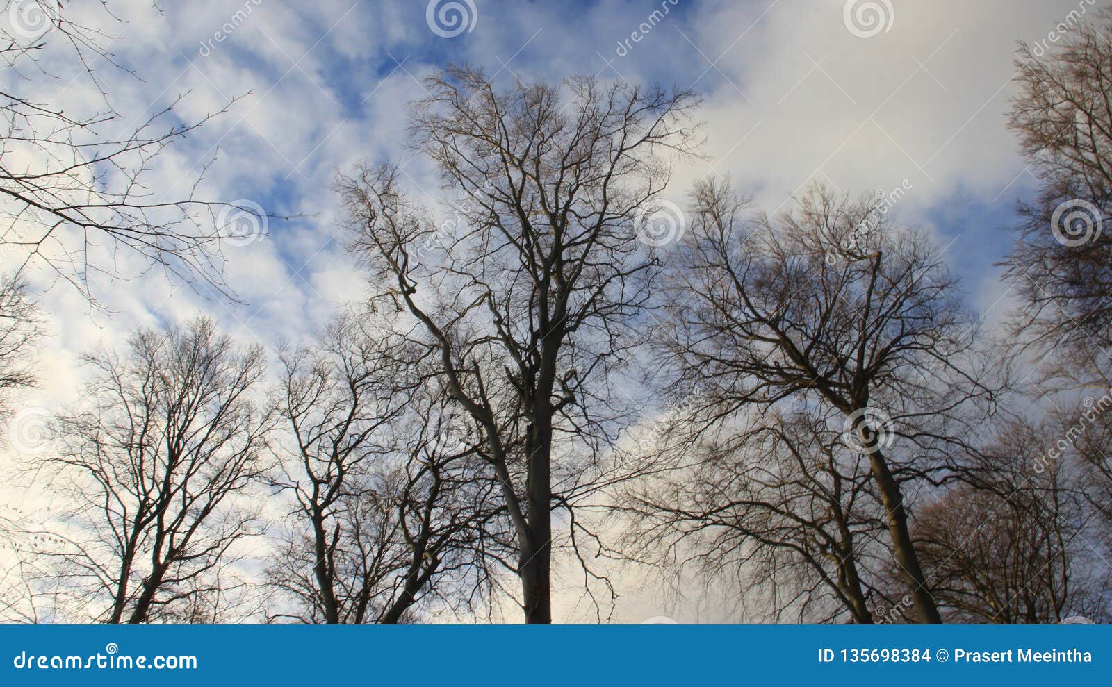 Wild. Tree without Leaves in Winter and Cloudy Sky Stock Photo - Image ...