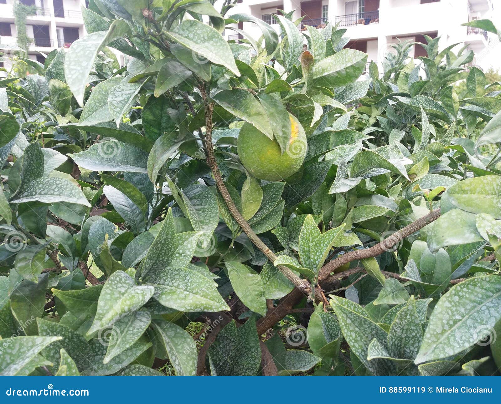 Tree stock image. Image of tree, nature, greece, lemon - 88599119