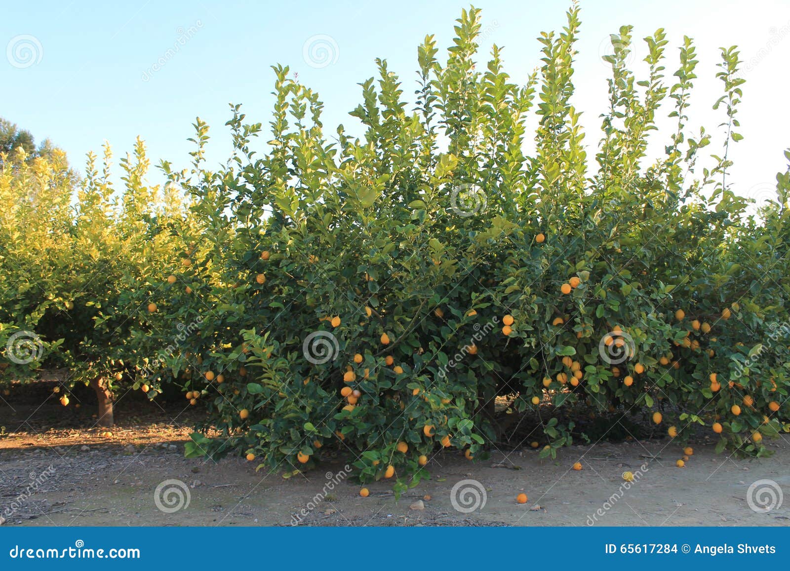 Tree of lemons stock photo. Image of ground, garden, trees - 65617284