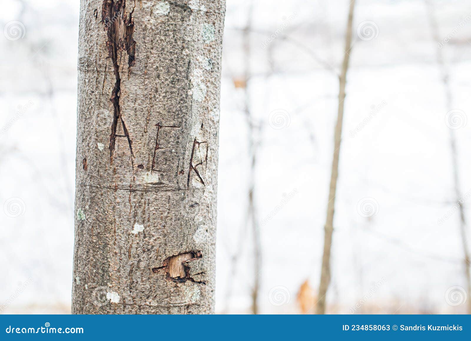 A Tree with Letters Cut into it with a Knife Stock Image - Image of ...