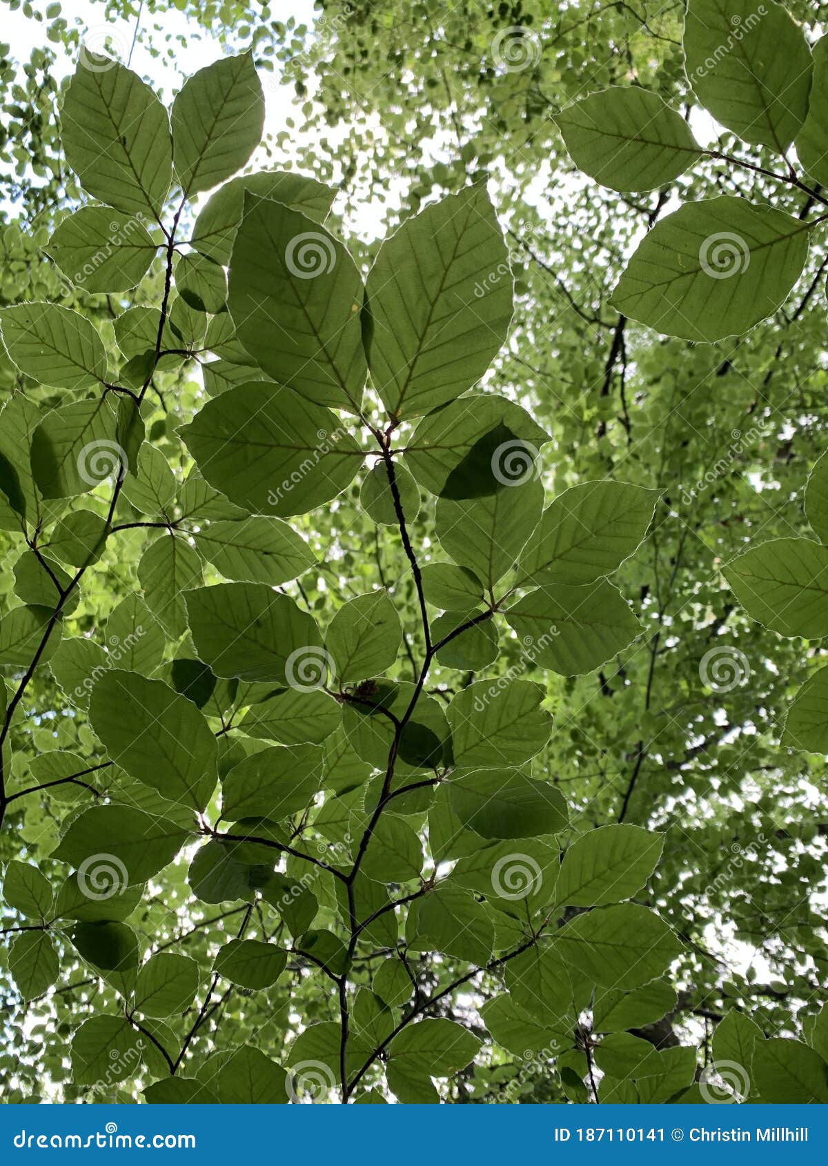 Tree with lgreen eaves stock image. Image of eaves, leaf - 187110141