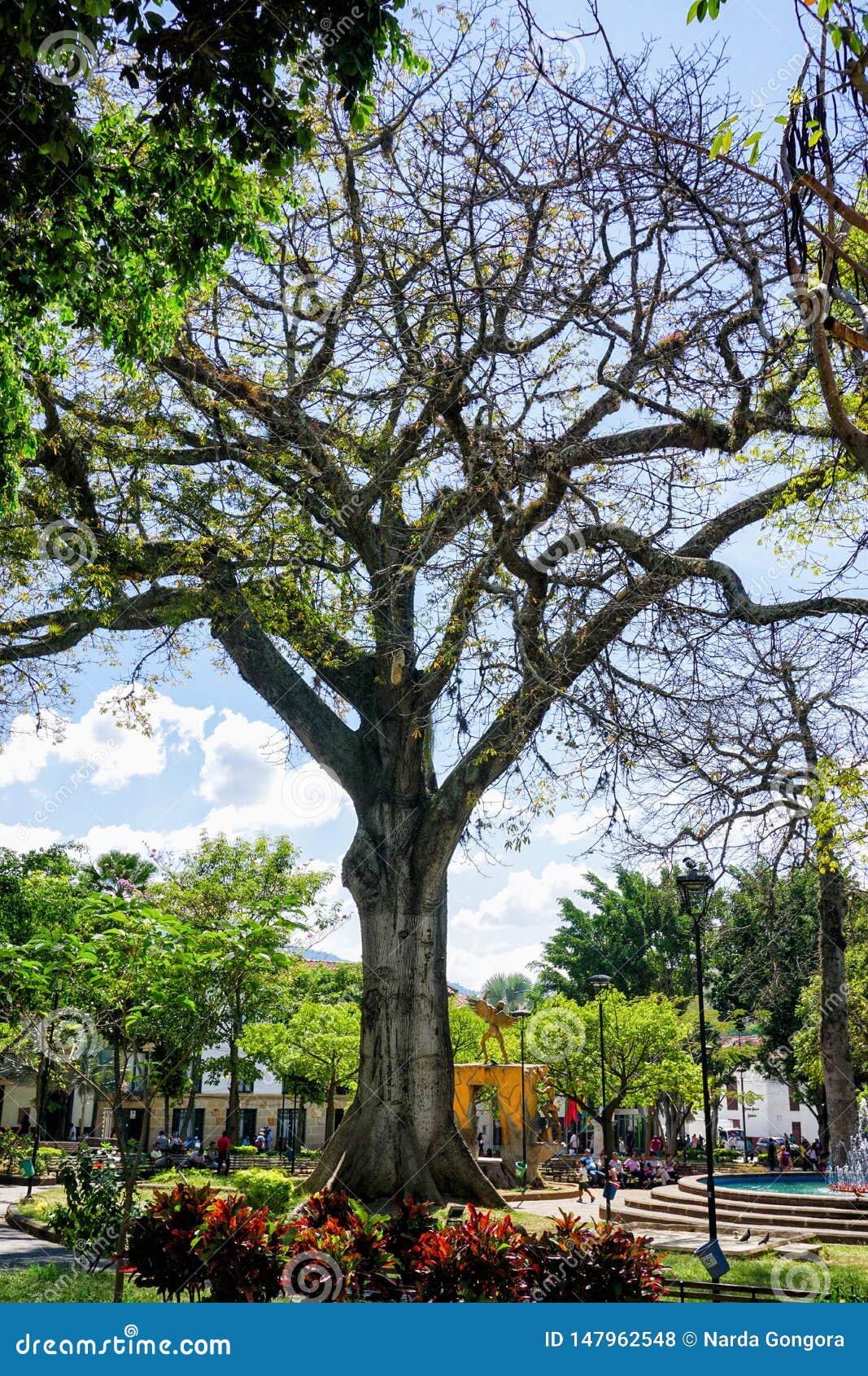 Tree in the Liberty Park in San Gil, Santander, Colombia Editorial ...