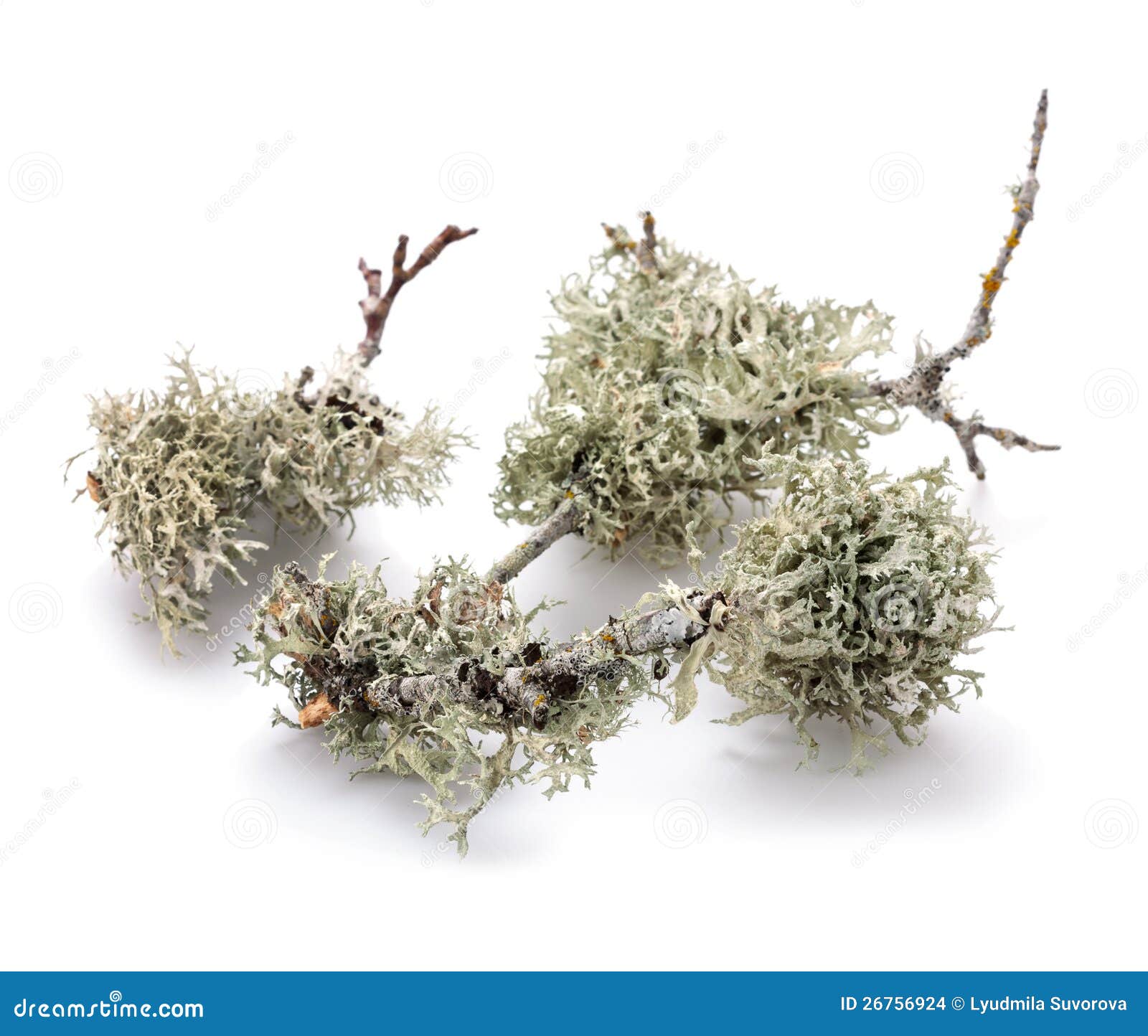 Tree lichen stock photo. Image of botany, grey, nature - 26756924