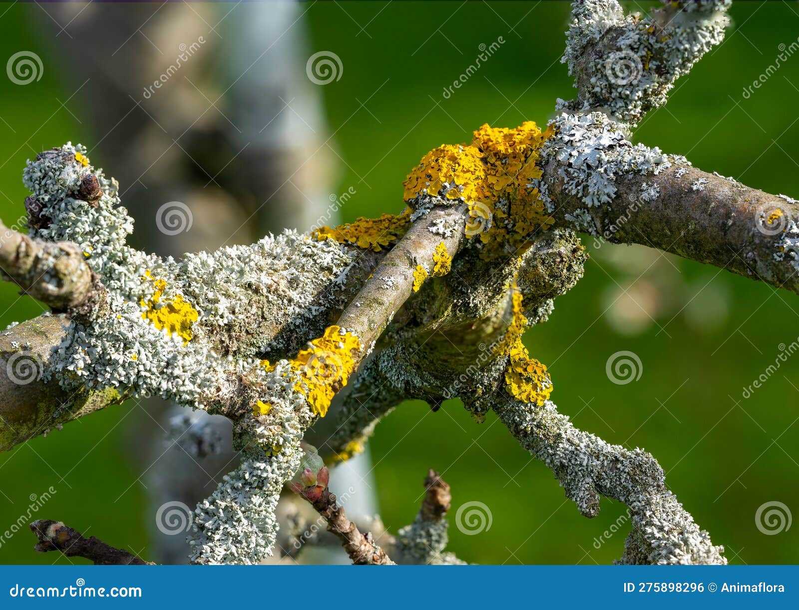 Tree Lichen on an Apple Tree Stock Photo - Image of detail, algae ...