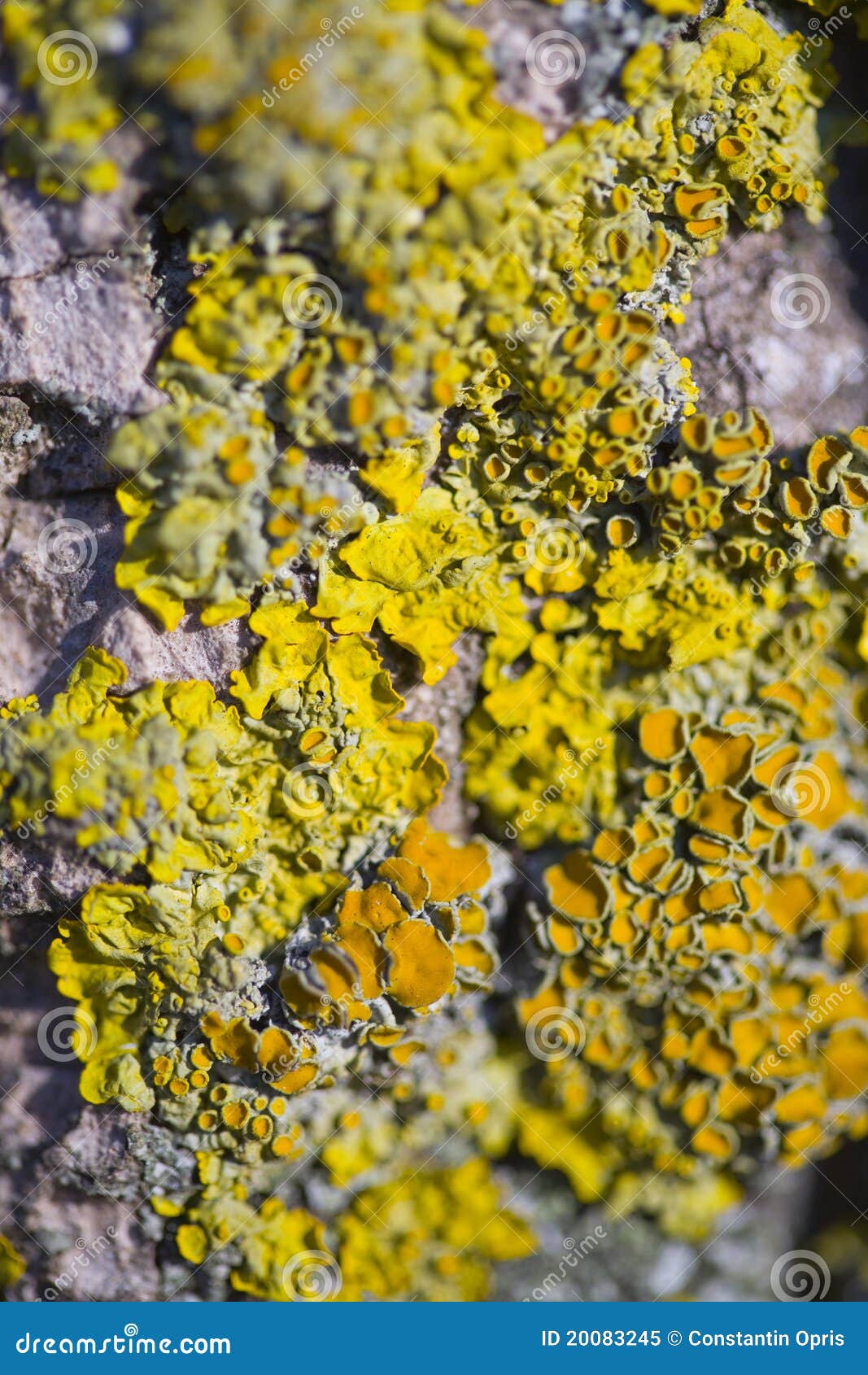 Tree lichens closeup stock image. Image of peel, symbiosis - 20083245 Tree lichens closeup stock image. Image of peel, symbiosis - 20083245