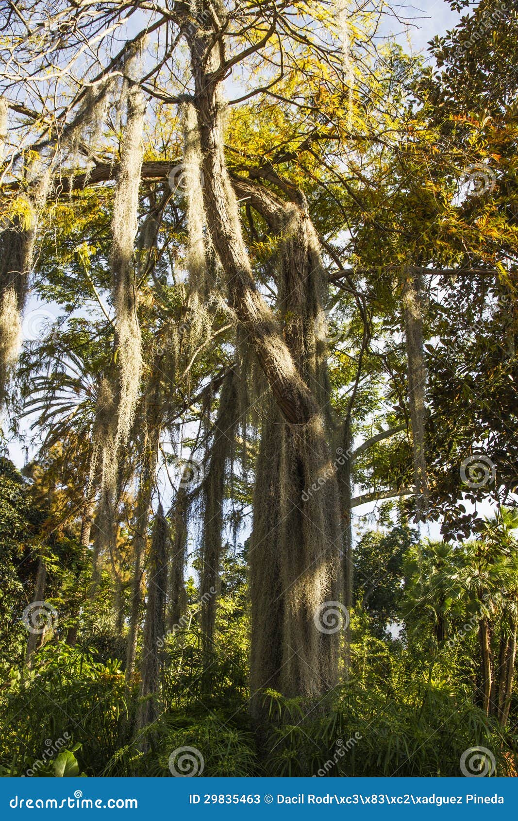 Tree with long hair. stock image. Image of ecosystem - 29835463