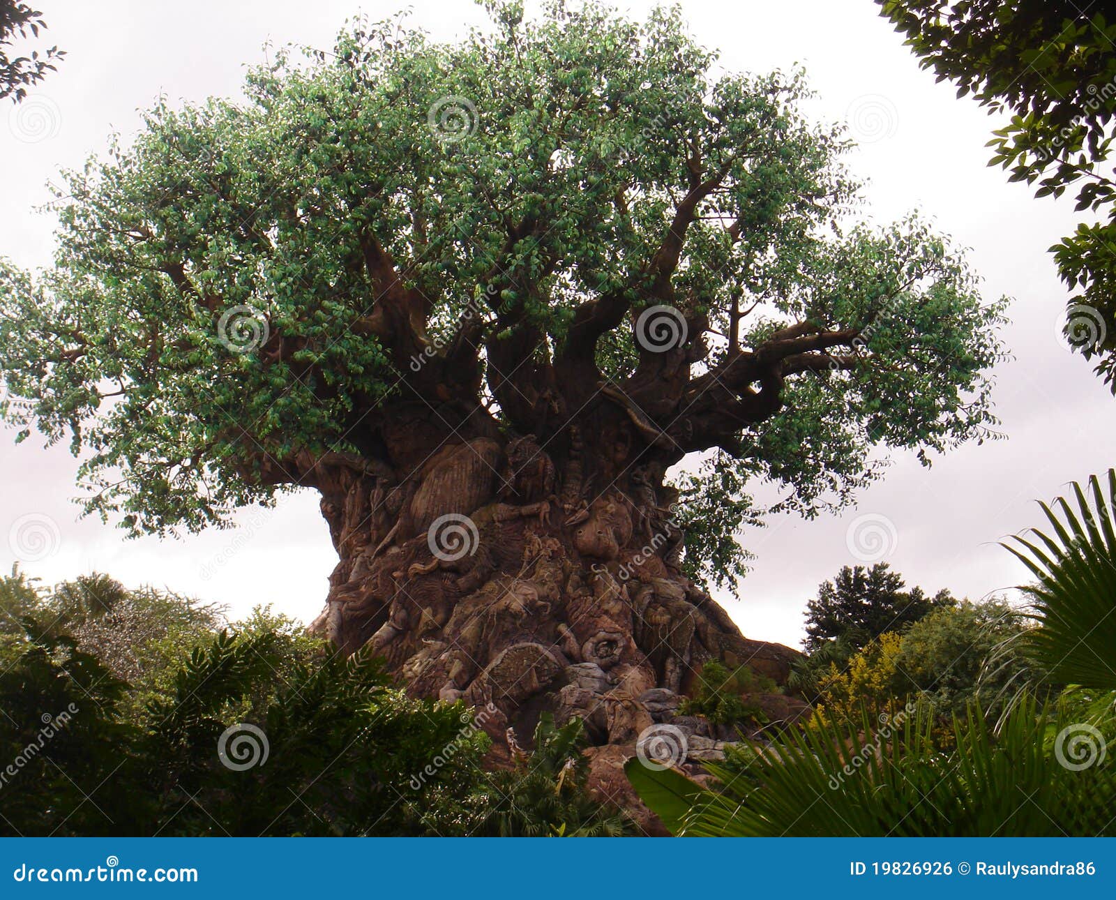 Tree of life editorial photo. Image of park, green, disney - 19826926