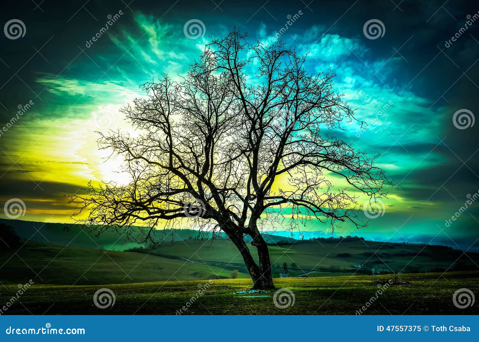 Tree of life stock image. Image of colorful, bald, landscape - 47557375