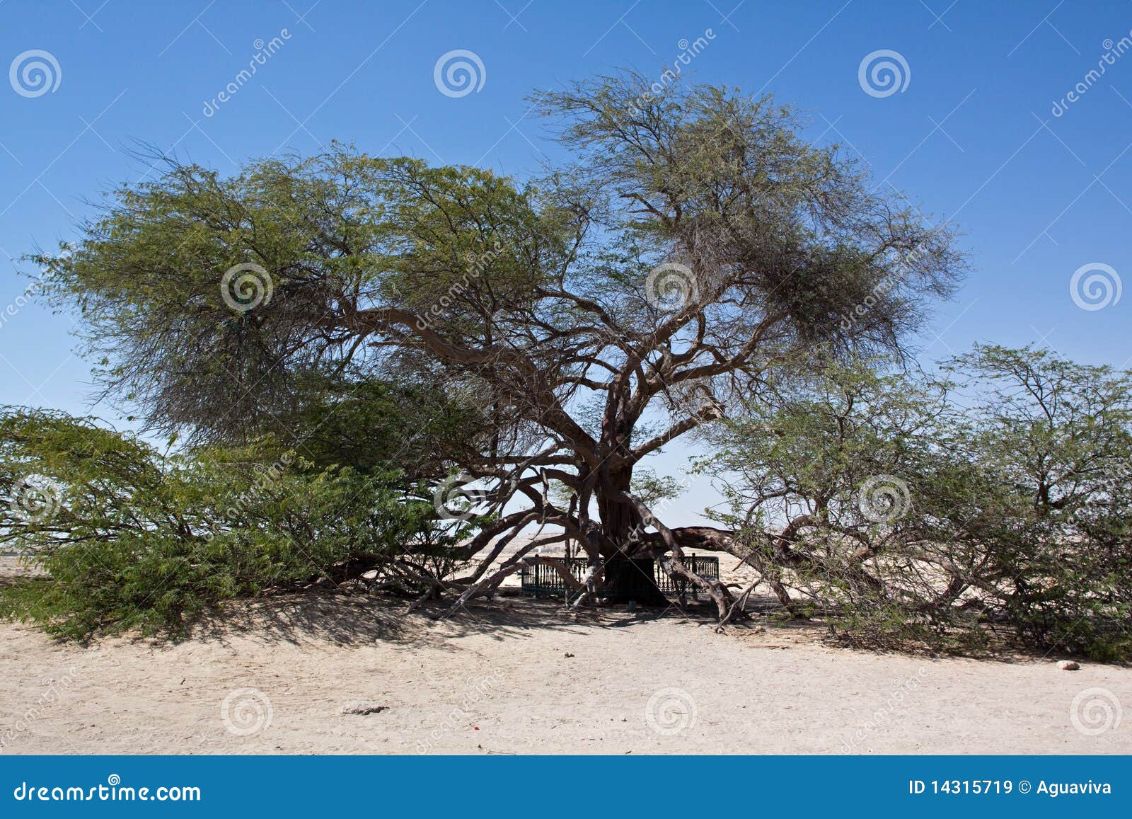 Tree of life Bahrain stock image. Image of tree, tamarisk - 14315719