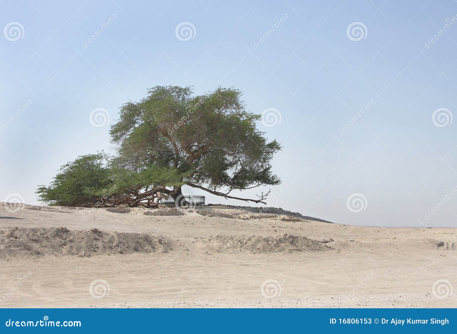Tree of Life in Bahrain, a 400 Year-old Tree Stock Image - Image of ...