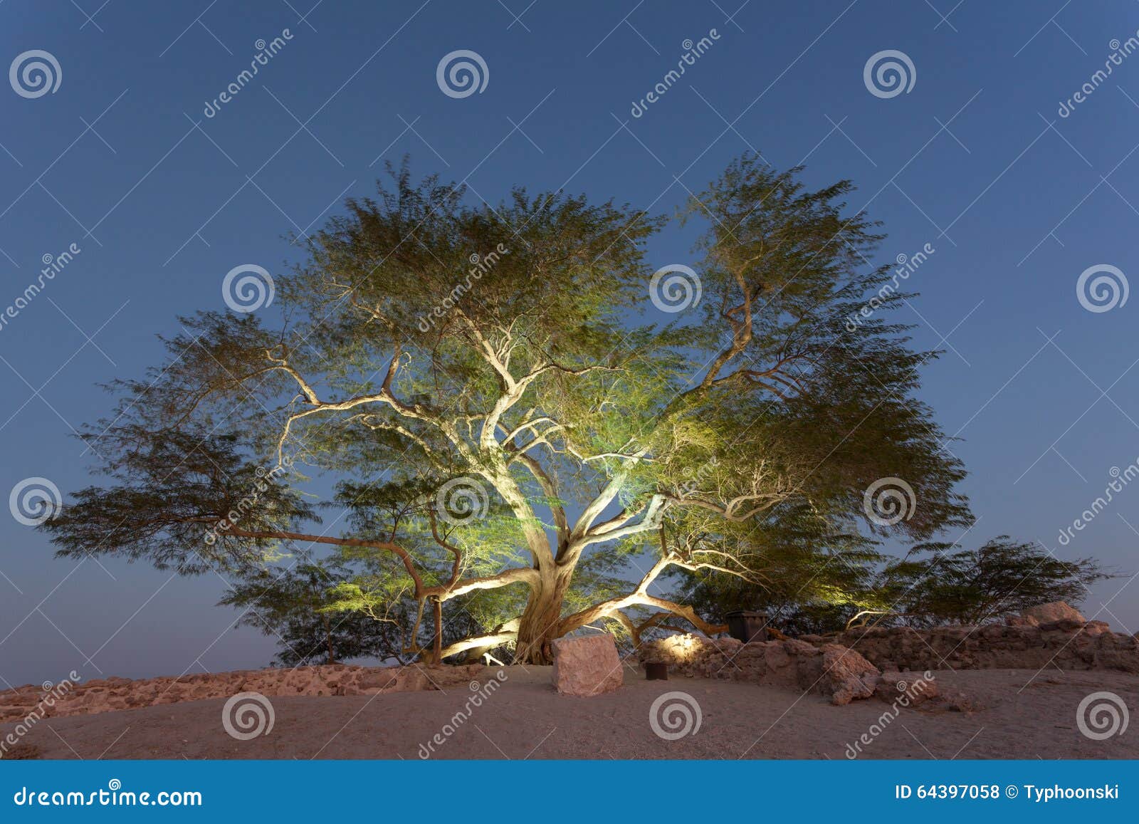 Tree of Life, Bahrain stock photo. Image of illuminated - 64397058