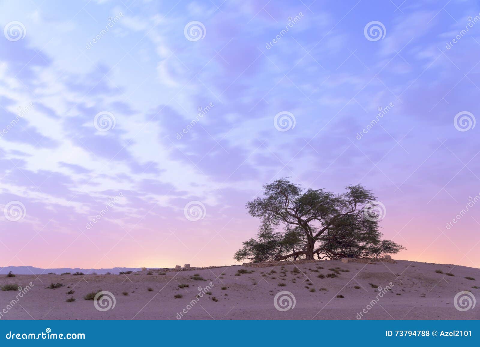Tree of Life in Bahrain in Landscape Format Stock Photo - Image of life ...