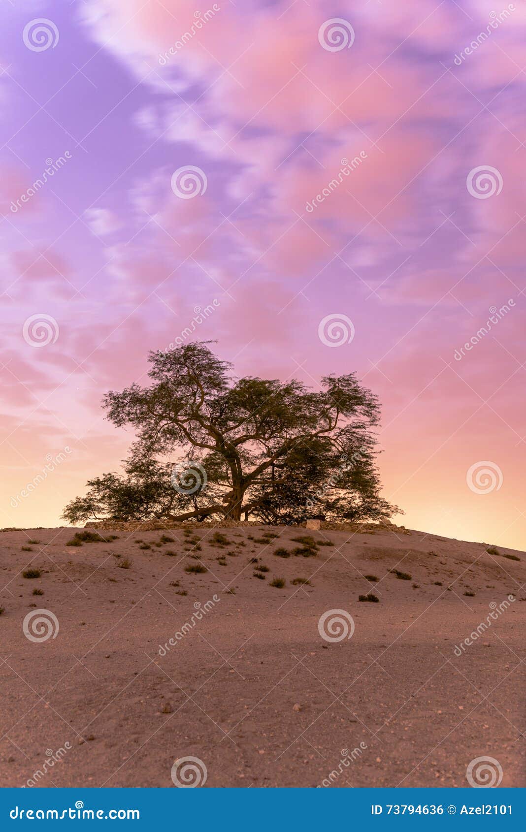 Tree of Life in Bahrain in Portrait Style Stock Photo - Image of shade ...