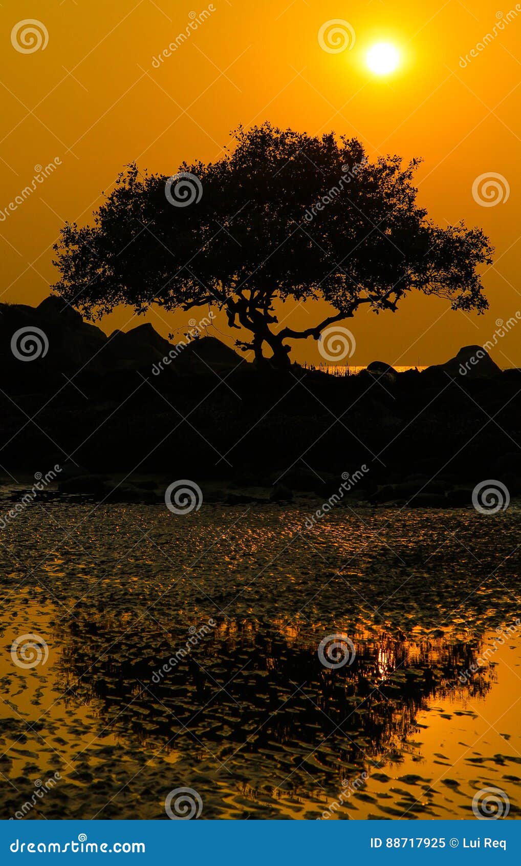 Tree of Life stock image. Image of sunrise, sand, beach - 88717925