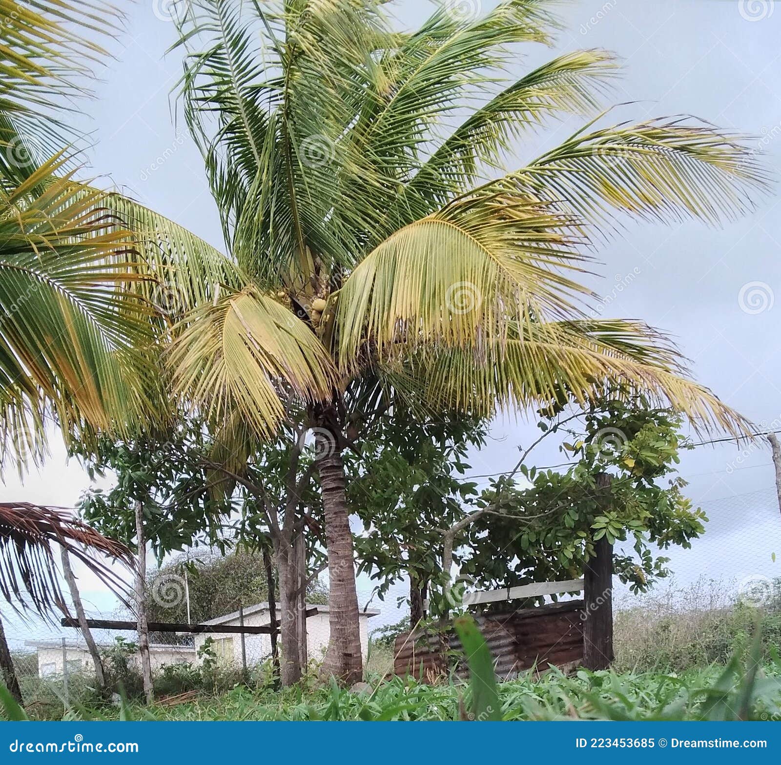 Tree of Life the Cocos Nucifera Stock Image - Image of tree, life ...
