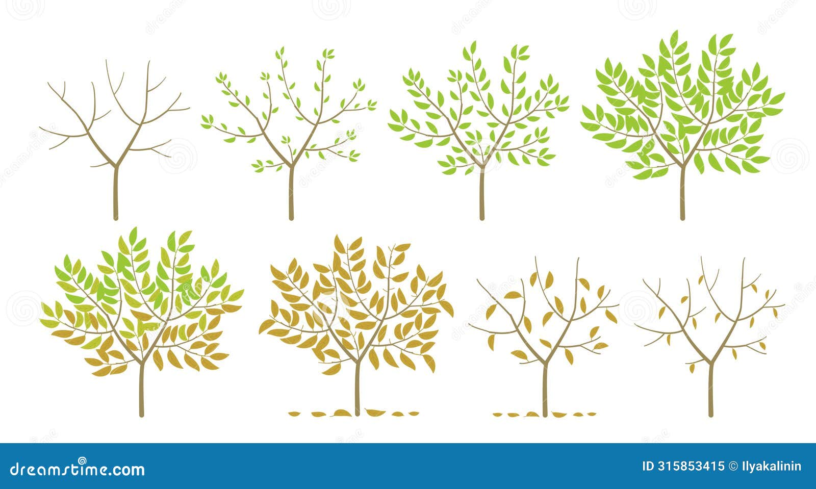 Tree Foliage Seasons Change. the Process of Withering. Vector ...