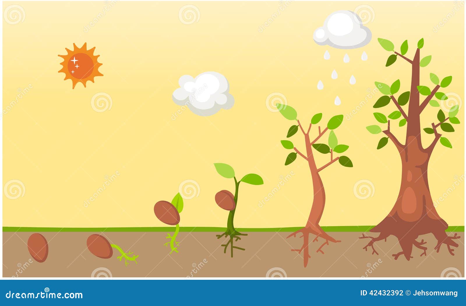 Tree life cycle vector stock vector. Illustration of botanical - 42432392