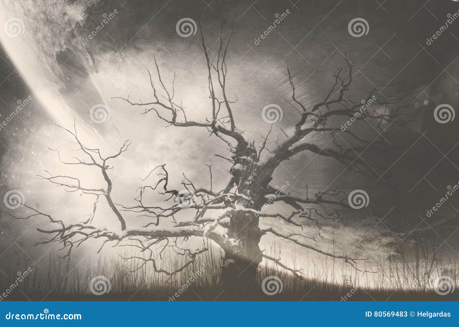 Tree of life stock image. Image of door, post, dead, snow - 80569483
