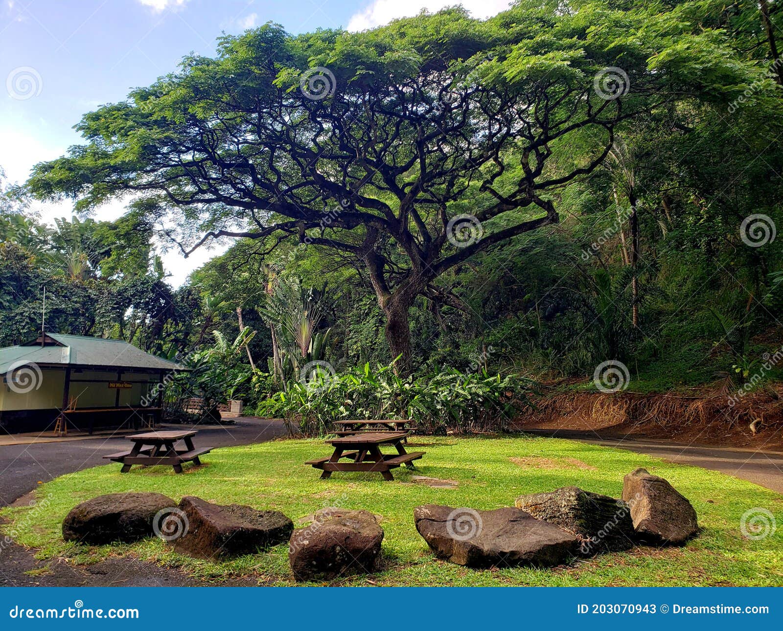 Tree of Life in Hawaii stock image. Image of landscape - 203070943