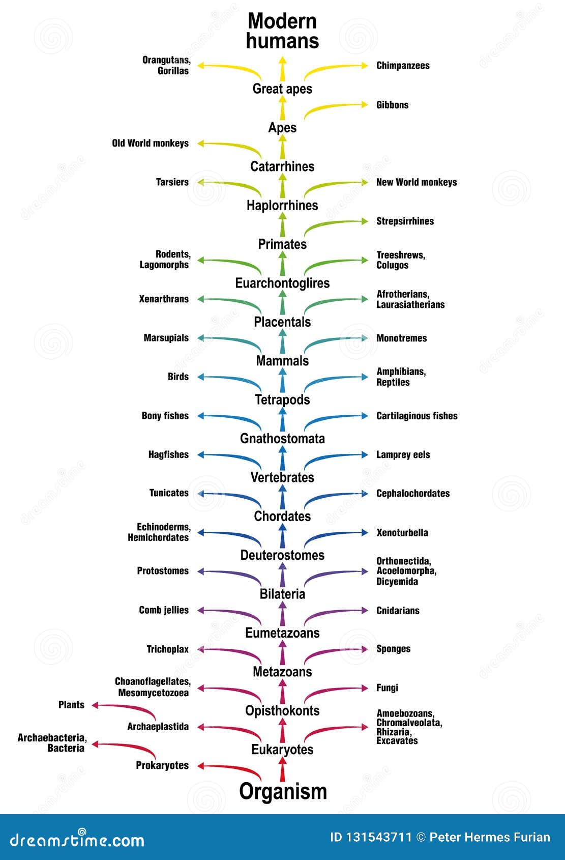 Taxonomy As Science For Categorization Or Classification Tiny Person ... Taxonomy As Science For Categorization Or Classification Tiny Person ...