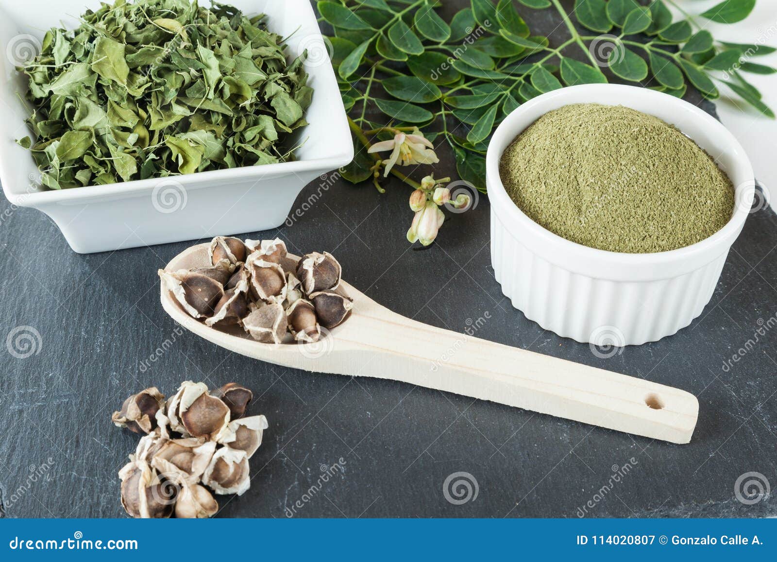 The Tree of Life-Moringa Oleifera Medicinal Plant Stock Image - Image ...